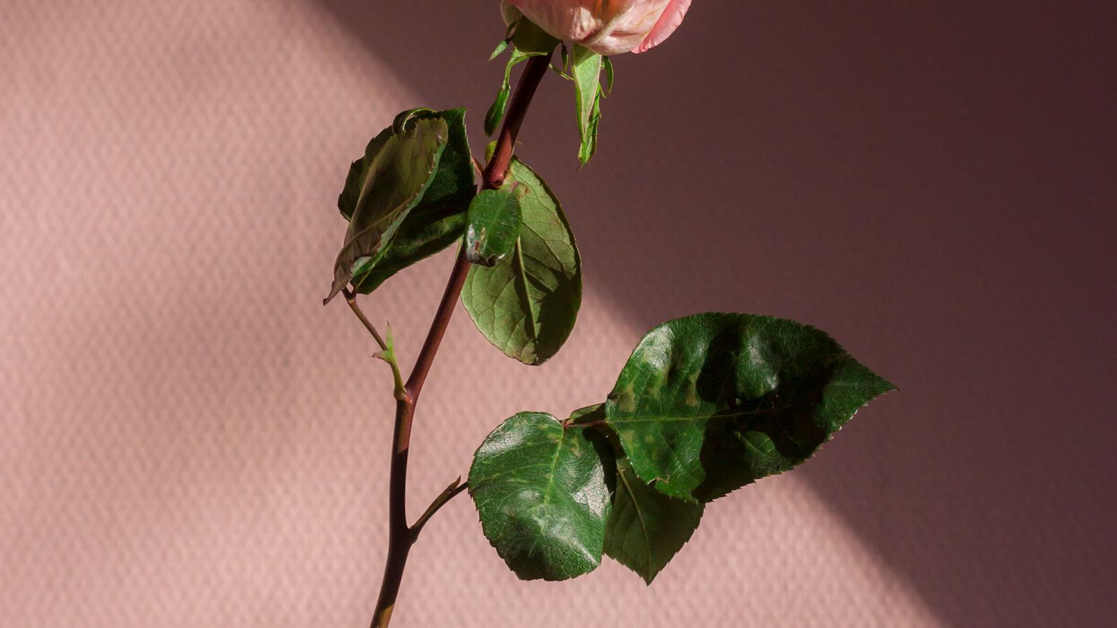 The Evolution of Golf Swing Technique: Insights from Davis Love III's ...