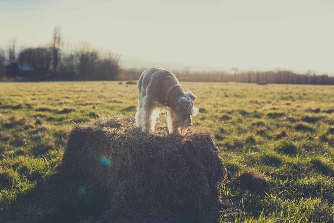 Winner's bag: Scottie Scheffler's gear at the 2024 RBC Heritage - Golf ...